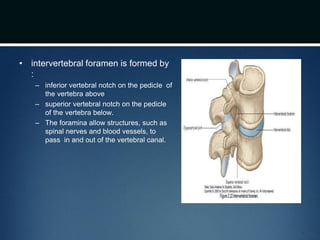 Superior Vertebral Notch