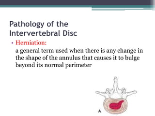Spine.pptx and its functions with complete assesment | PPTX