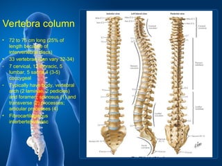 Anatomy and physiology of Vertebrae and spinal cord | PPT
