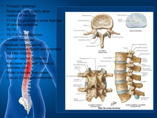 Anatomy and physiology of Vertebrae and spinal cord | PPT