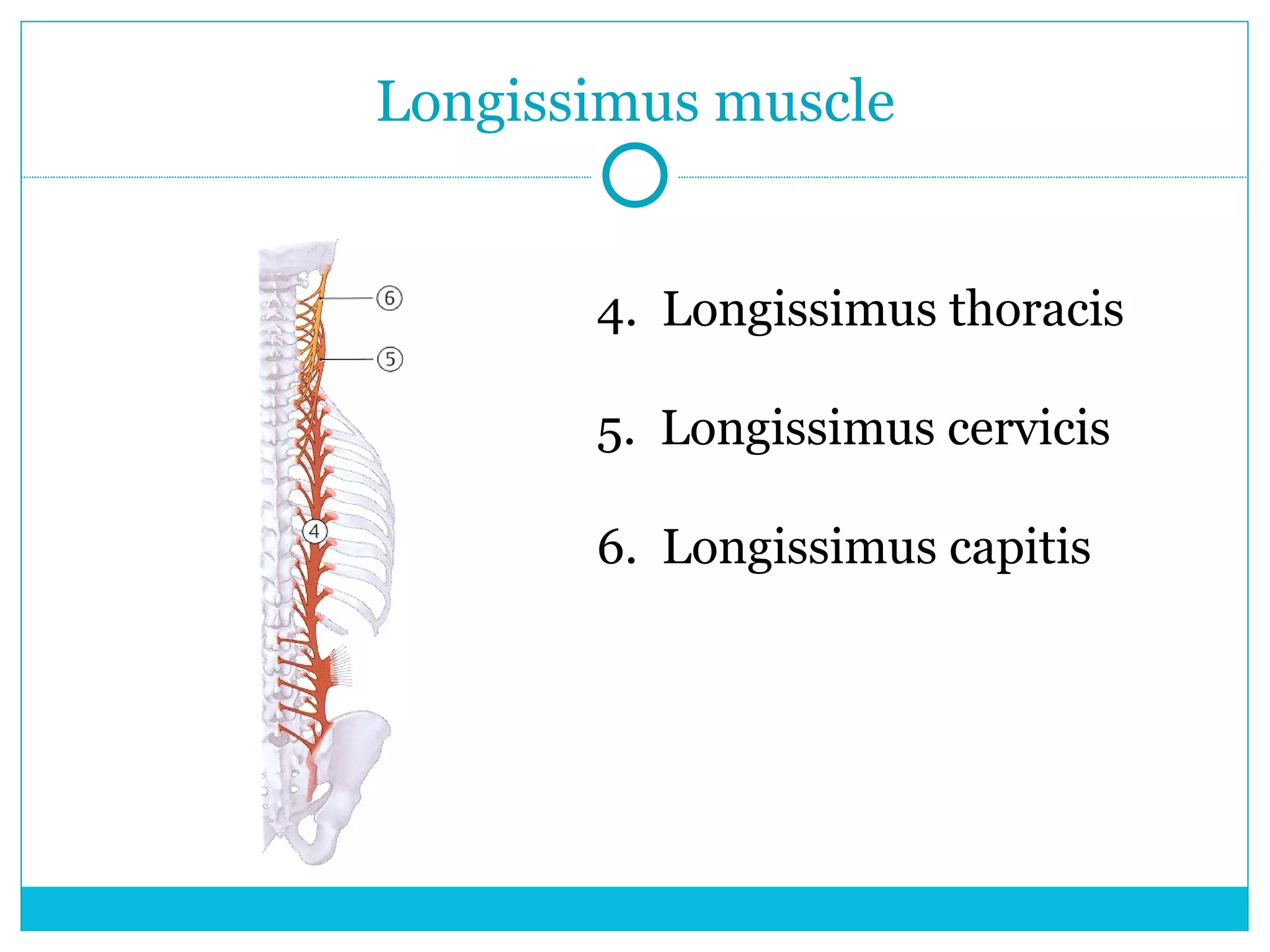 Spine And Thorax 1 | PPT