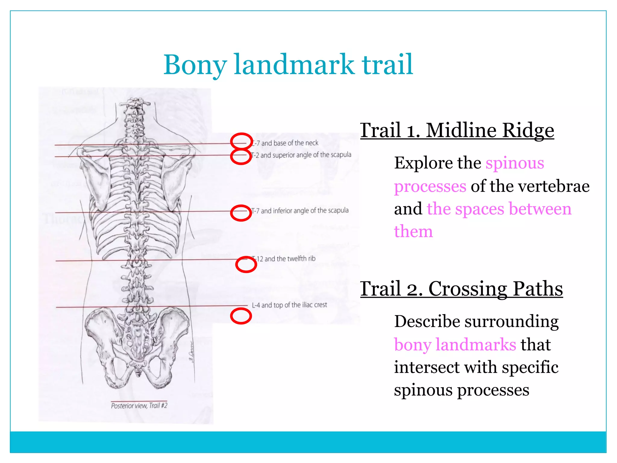 Spine And Thorax 1 | PPT