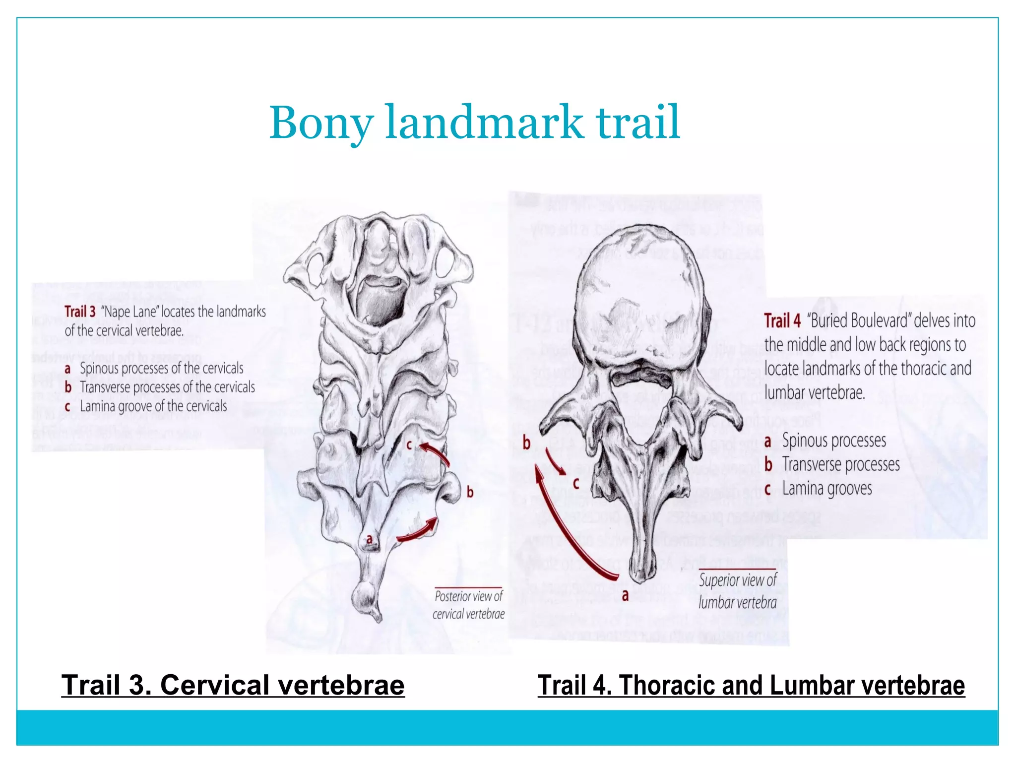 Spine And Thorax 1 | PPT