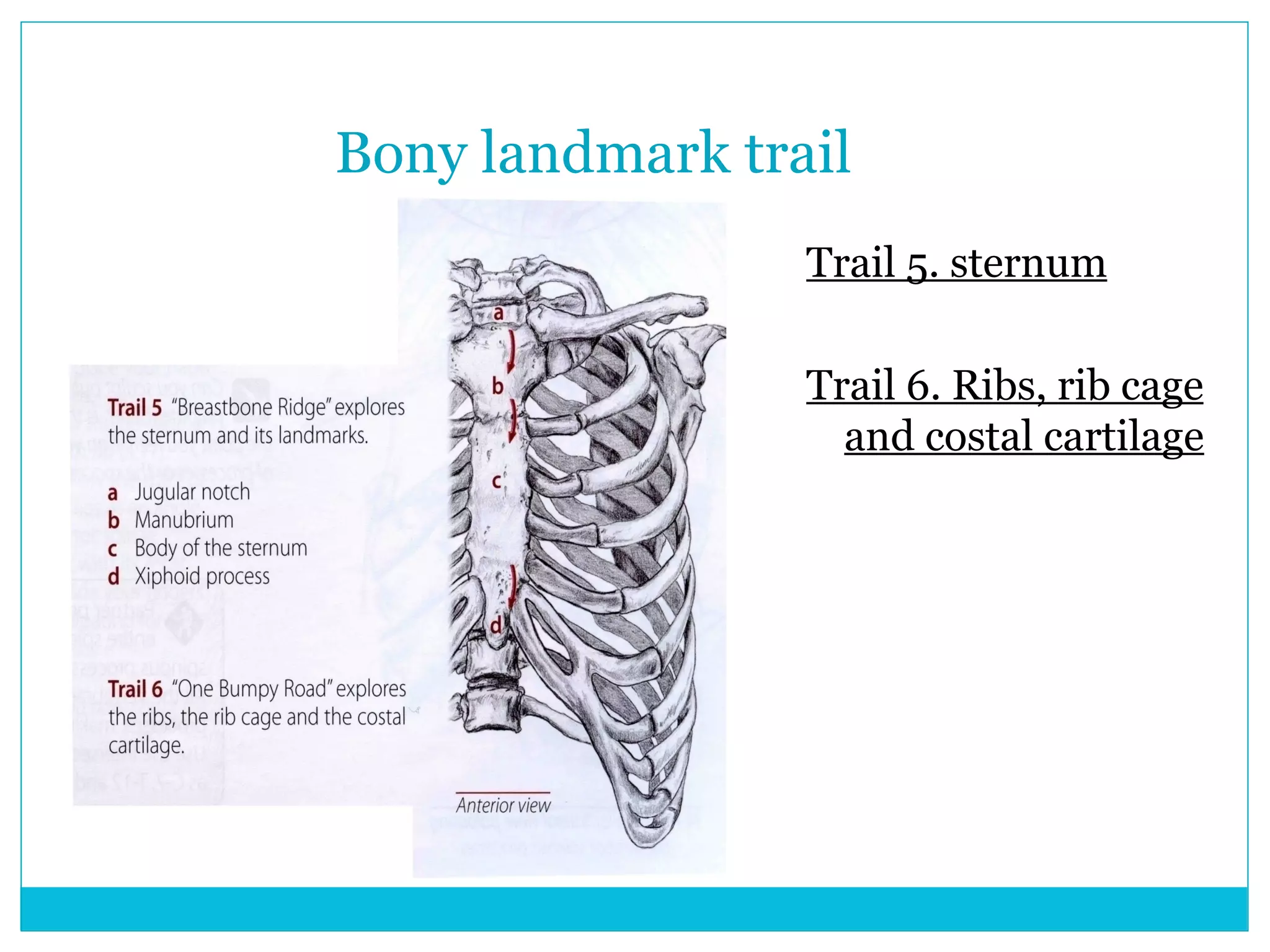 Spine And Thorax 1 | PPT