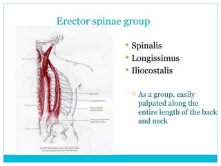 Spine And Thorax 1 | PPT
