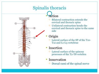 Spine And Thorax 1 | PPT
