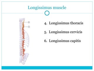 Spine And Thorax 1 | PPT