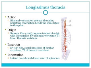 Spine And Thorax 1 | PPT
