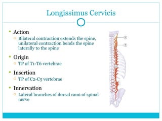 Spine And Thorax 1 | PPT