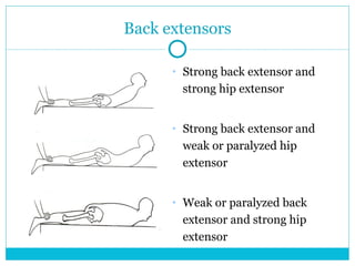 Spine And Thorax 1 | PPT