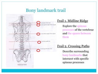 Spine And Thorax 1 | PPT