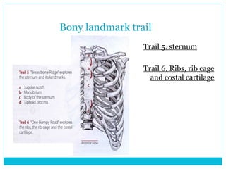 Spine And Thorax 1 | PPT