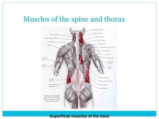 Spine And Thorax 1 | PPT