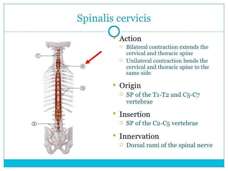 Spine And Thorax 1