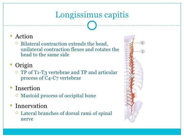 Spine And Thorax 1