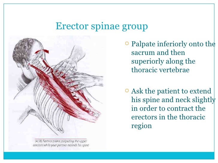 Spine And Thorax 1