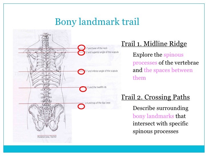 Spine And Thorax 1