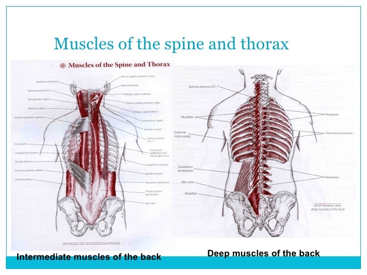 Spine And Thorax 1