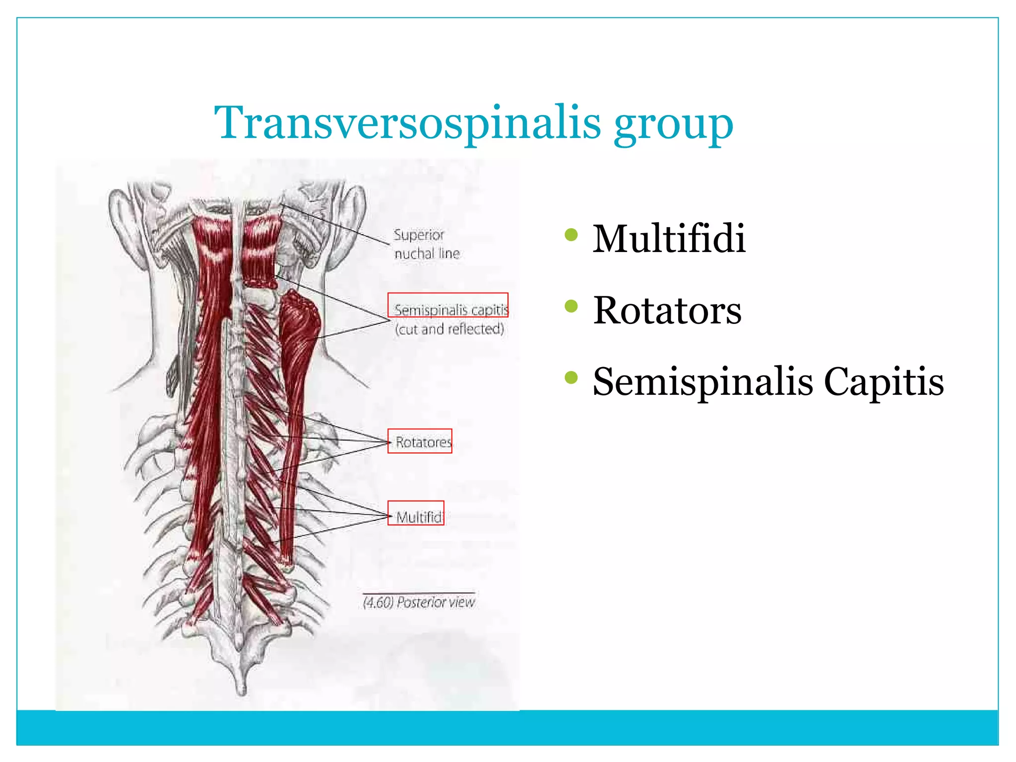 Spine And Thorax 2 | PPT
