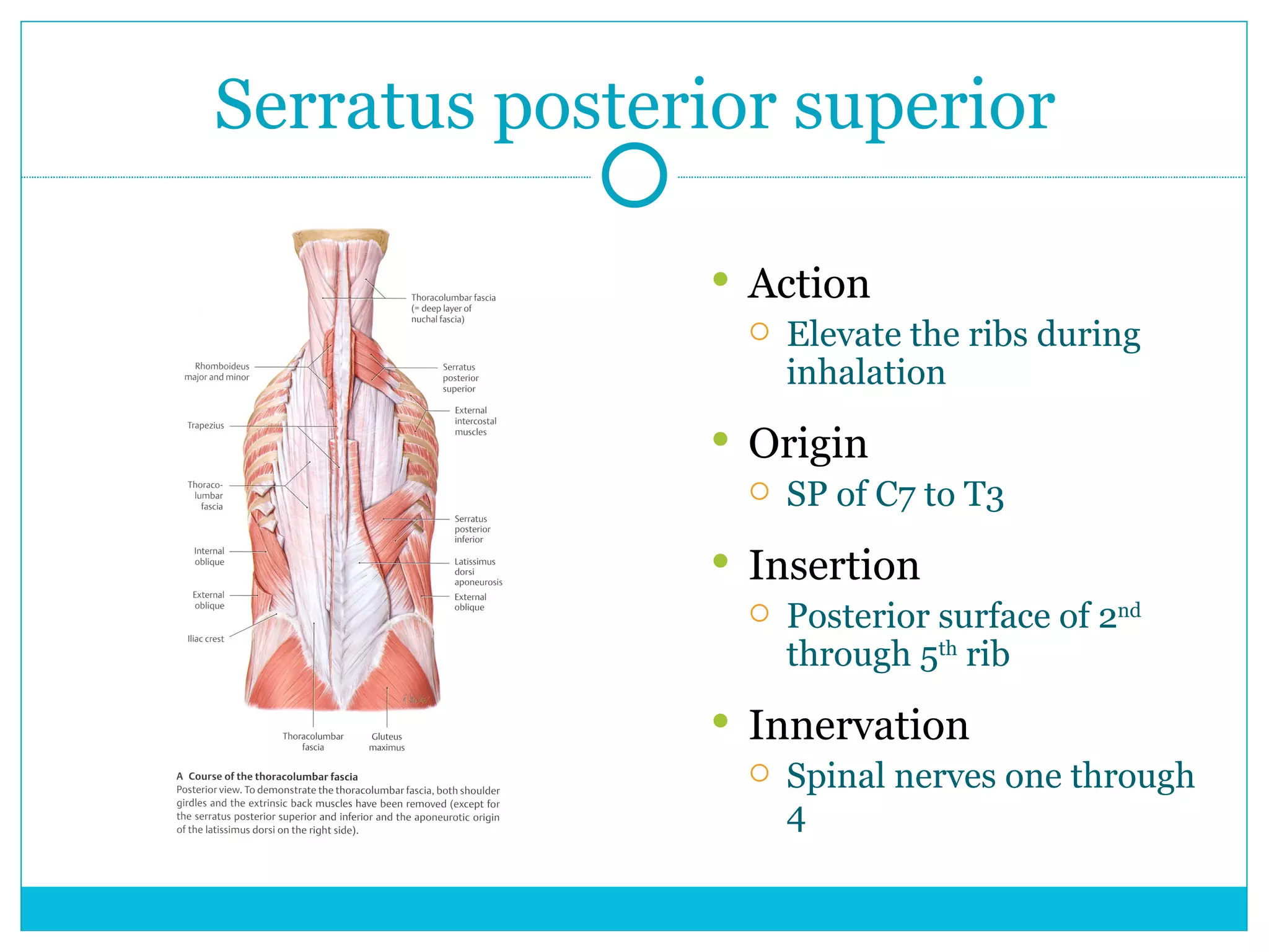 Spine And Thorax 2 | PPT