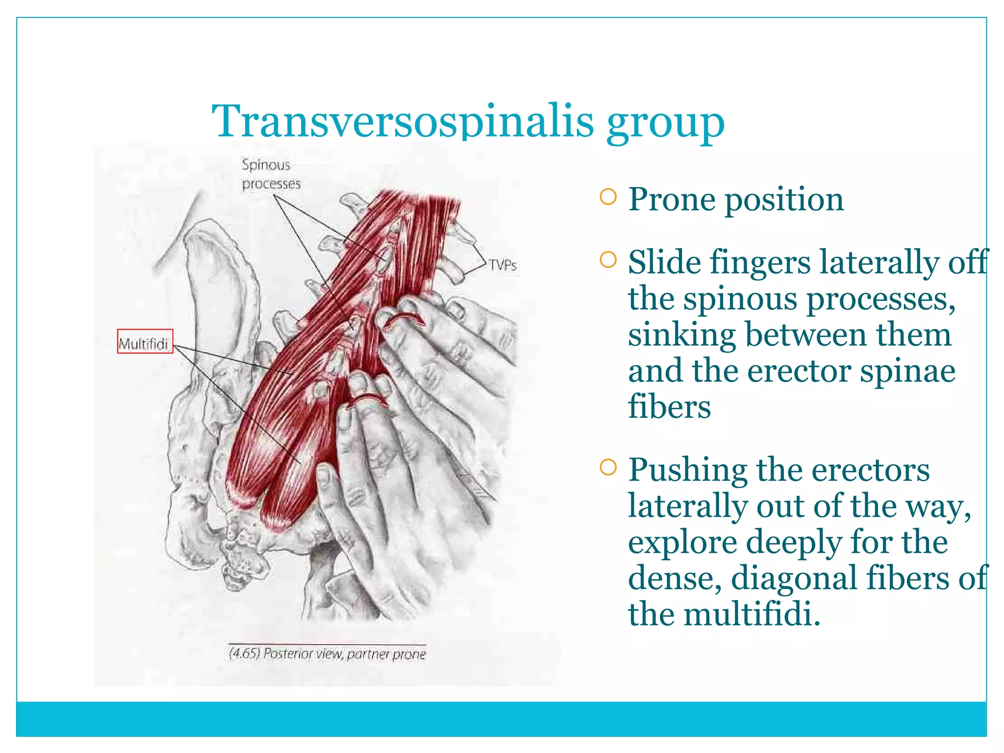 Spine And Thorax 2 | PPT
