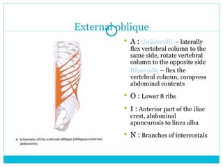 Spine And Thorax 2 | PPT