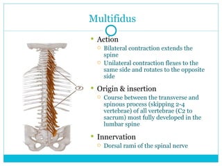 Spine And Thorax 2 | PPT