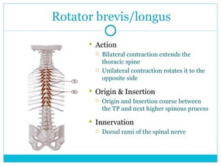 Spine And Thorax 2 | PPT