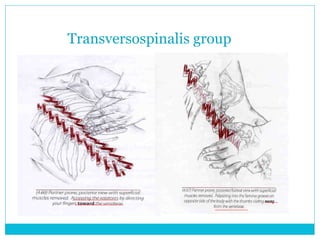 Spine And Thorax 2 | PPT