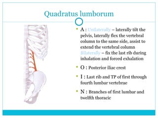 Spine And Thorax 2 | PPT