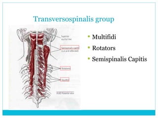Transversospinalis Semispinalis