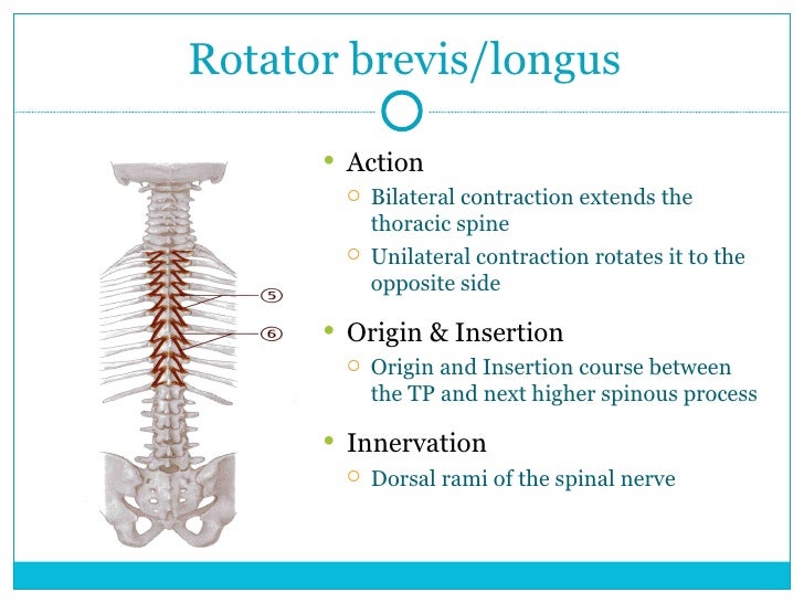 Spine And Thorax 2
