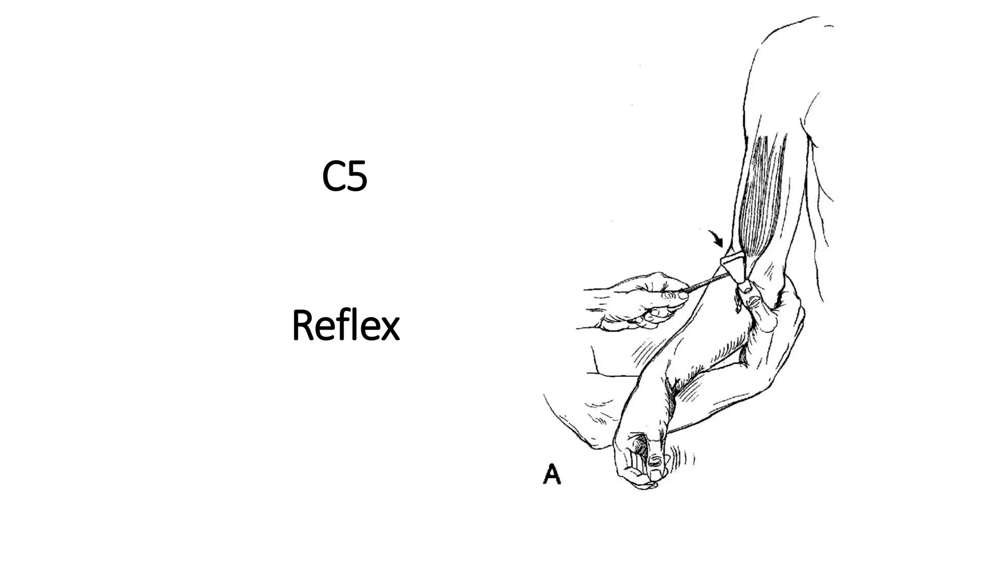 spine - neurological examination.pptx