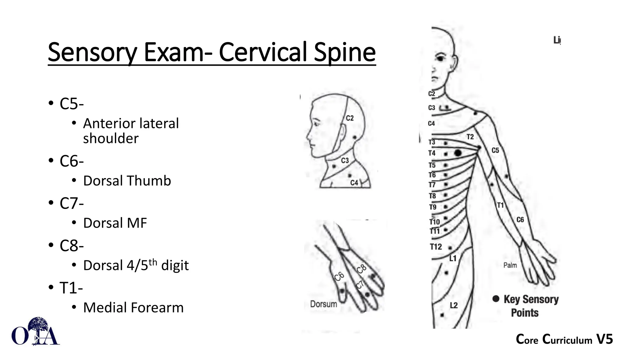 Spine 1 Physical Exam of the spine orthopaedy | PDF