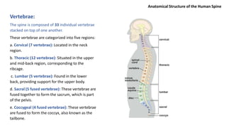 Spine 1st Lesson A (5).pptxn slideshow by | PPT