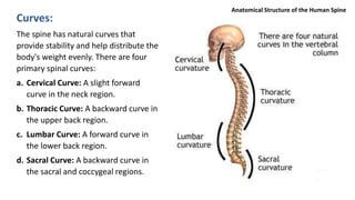 Spine 1st Lesson A (5).pptxn slideshow by | PPT