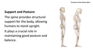 Spine 1st Lesson A (5).pptxn slideshow by | PPT