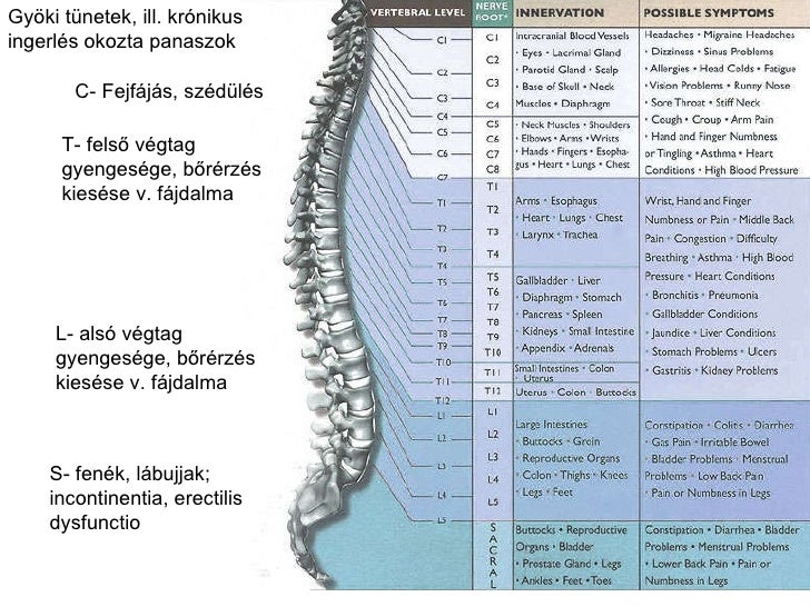 Fejezetek a keresztmetszeti anatómiából - 2. A gerinc anatómiája