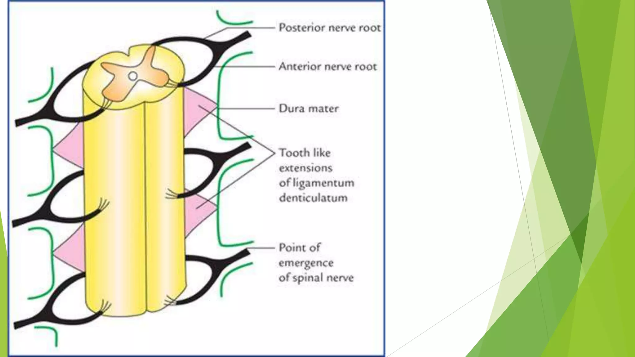 Anatomy of spine | PPTX