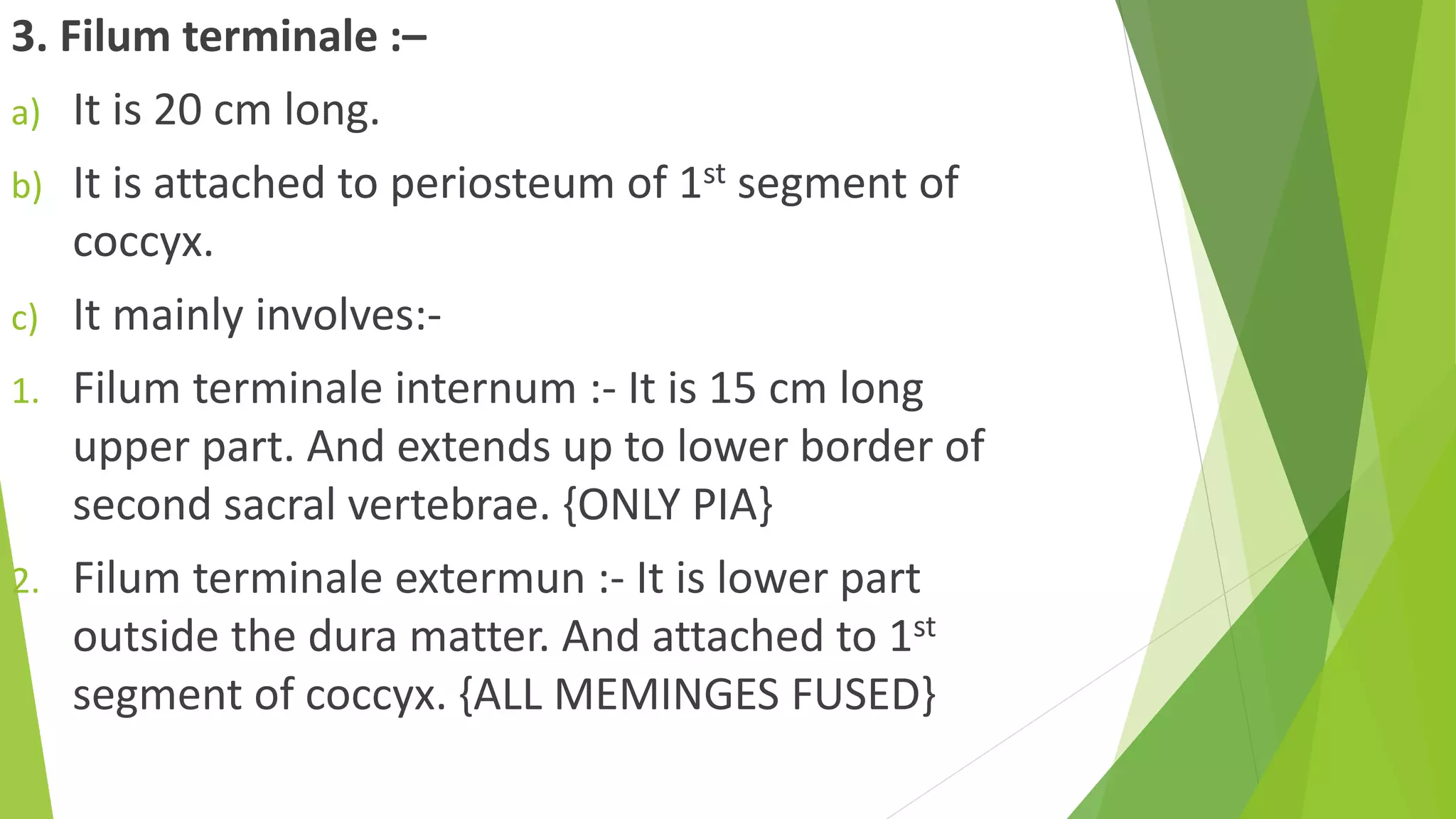 Anatomy of spine | PPTX