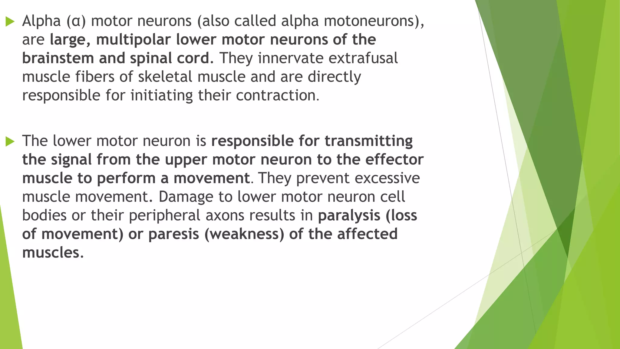 Anatomy of spine | PPTX