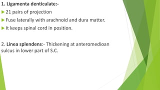 Anatomy of spine | PPTX