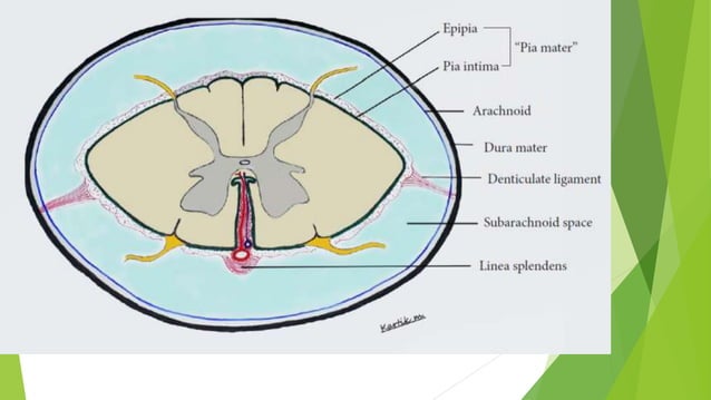 Anatomy of spine | PPT