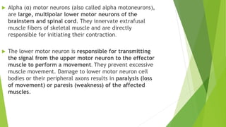 Anatomy of spine | PPTX
