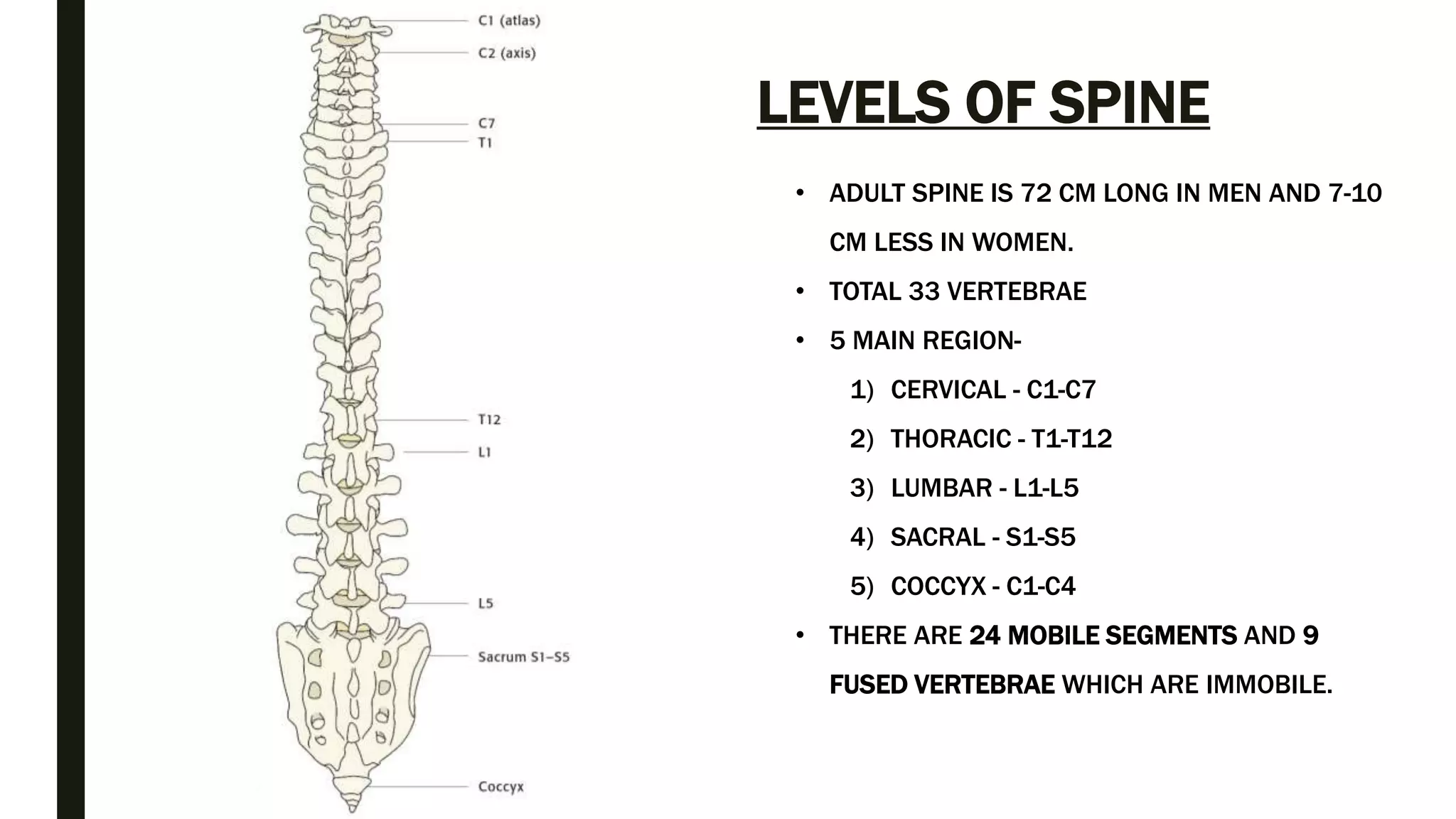 Spine anatomy and xray of spine ppt by Dr Pratik | PPTX