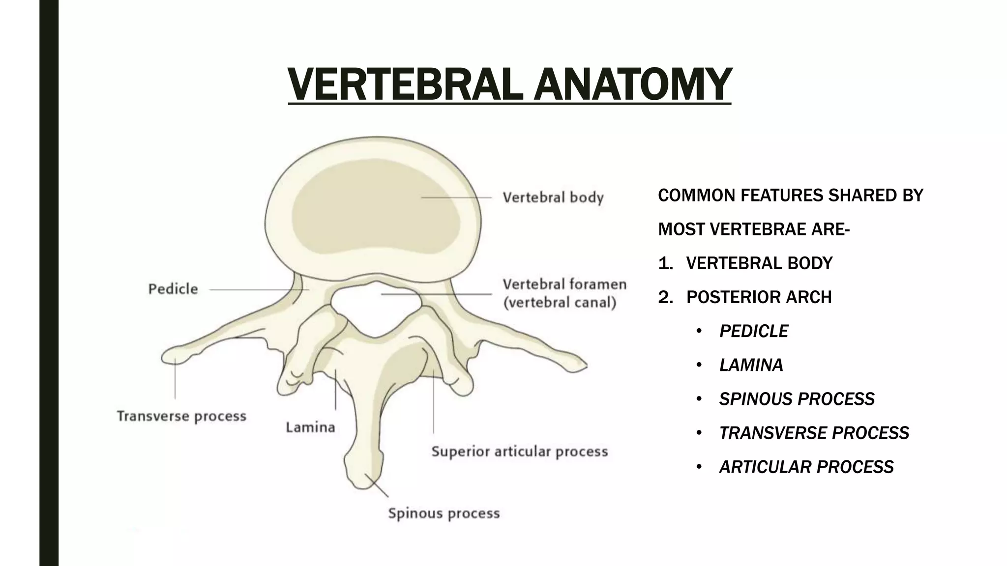 Spine anatomy and xray of spine ppt by Dr Pratik | PPTX
