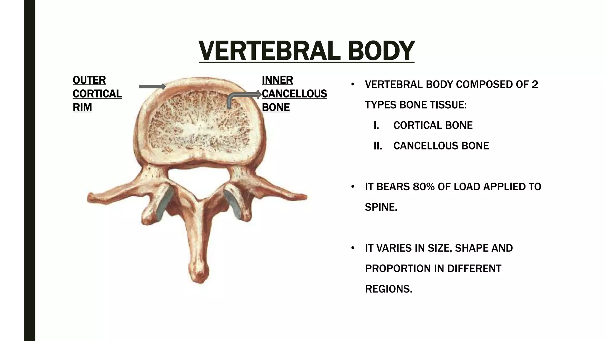 Spine anatomy and xray of spine ppt by Dr Pratik | PPTX