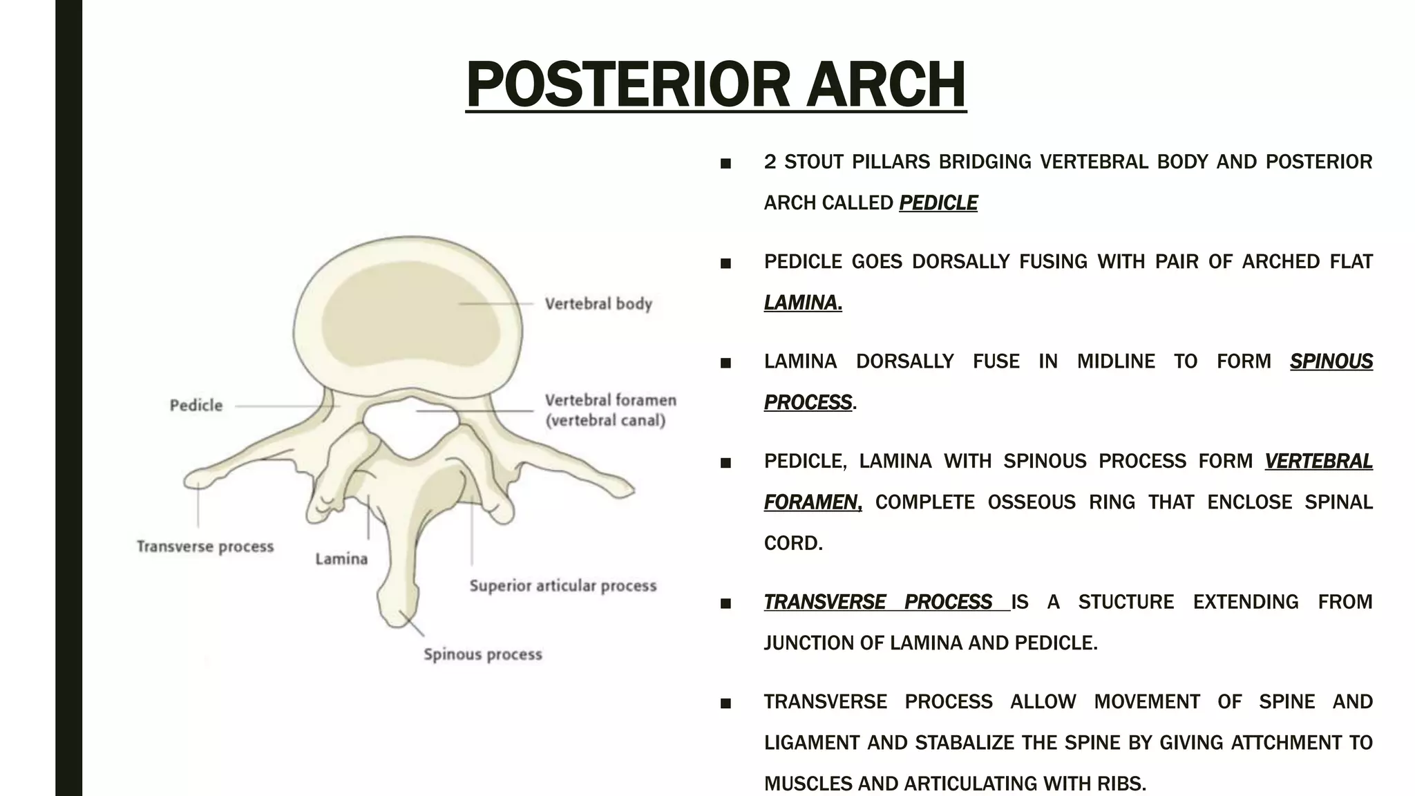 Spine anatomy and xray of spine ppt by Dr Pratik | PPTX