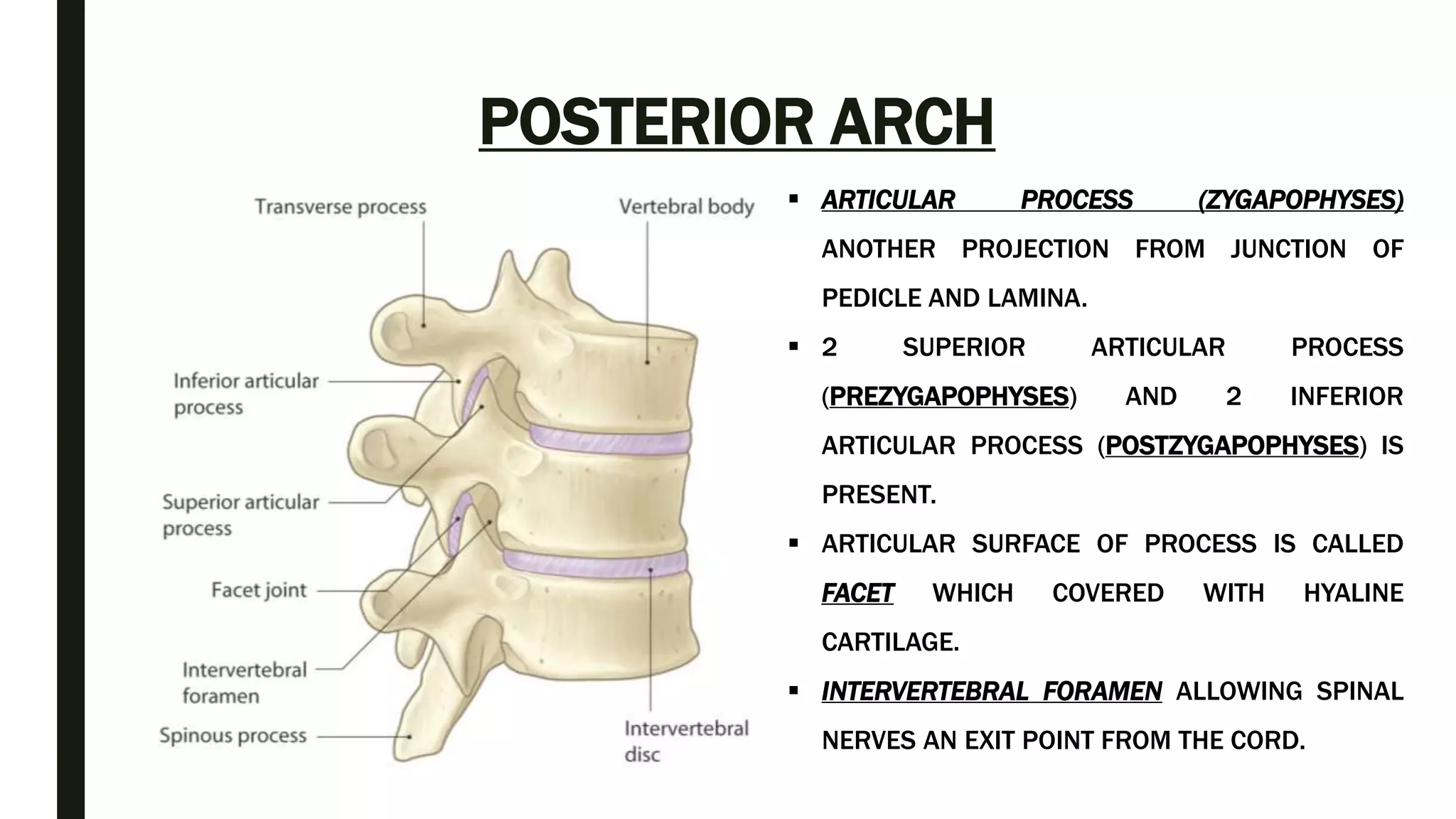 Spine anatomy and xray of spine ppt by Dr Pratik | PPTX