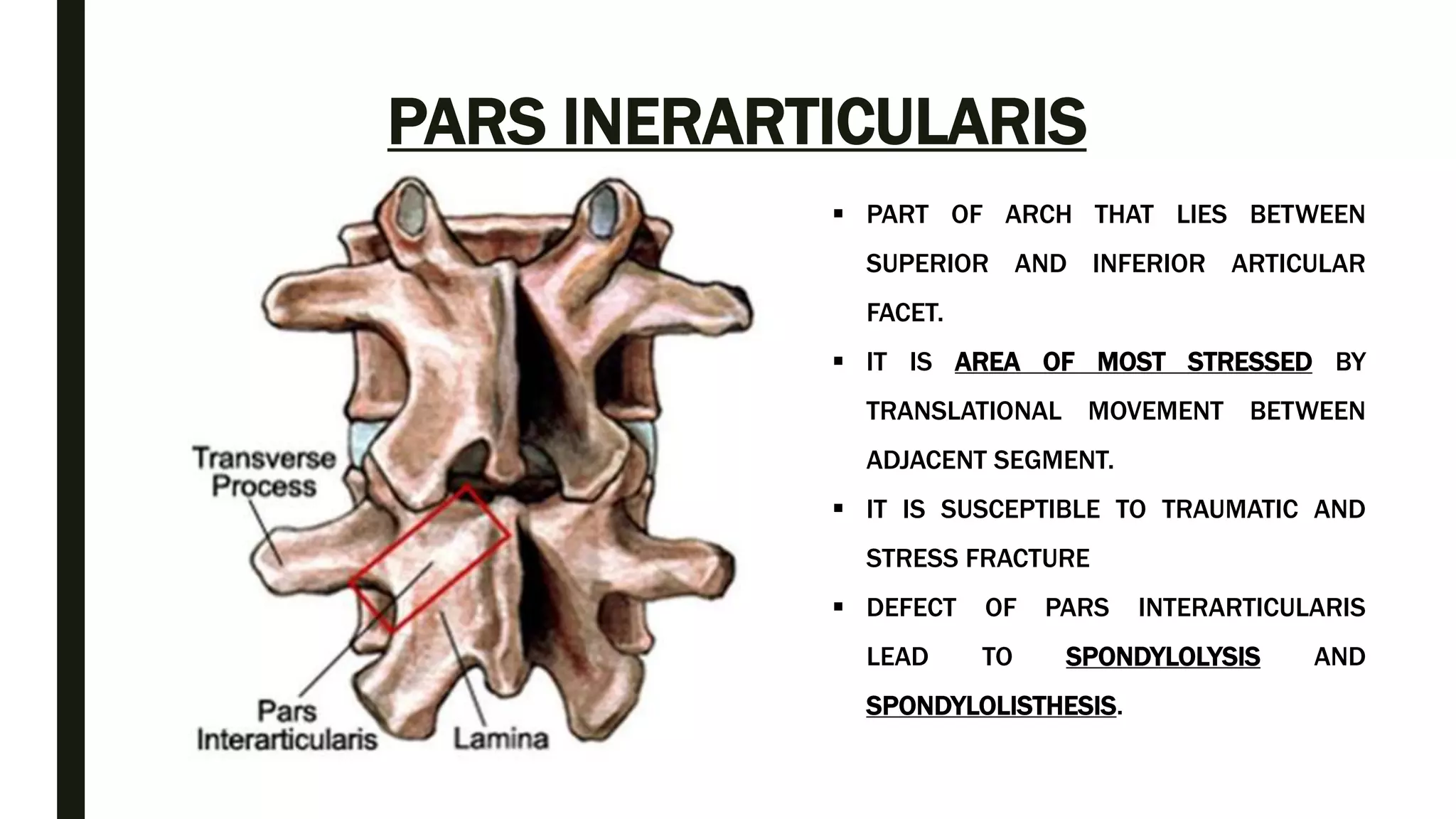 Spine anatomy and xray of spine ppt by Dr Pratik | PPTX